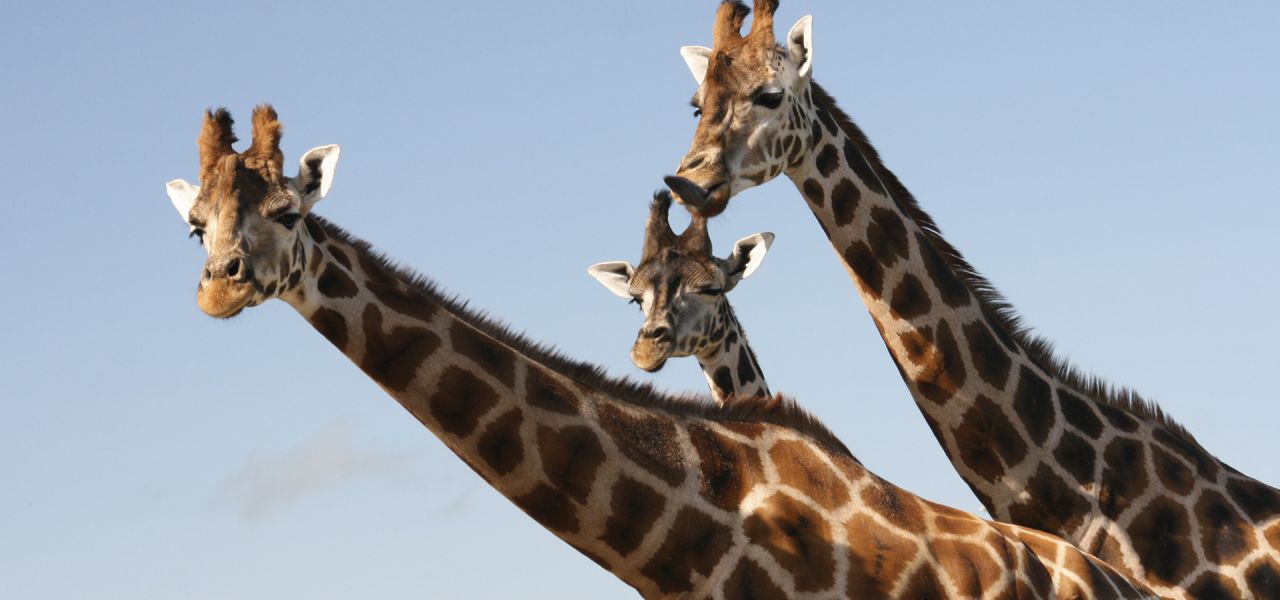 Giraffe | Nature | PBS