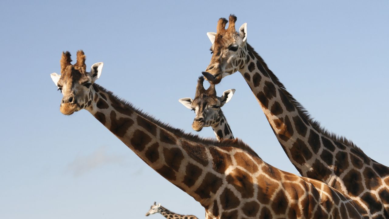 Giraffe | Nature | PBS