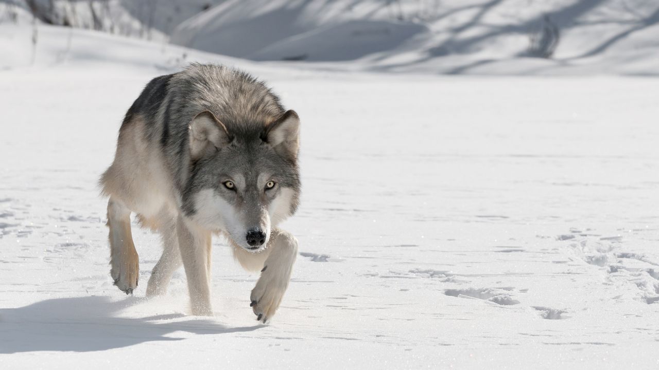 Gray Wolf | Nature | PBS