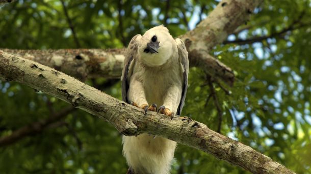 Harpy Eagle Fact Sheet | Blog | Nature | PBS