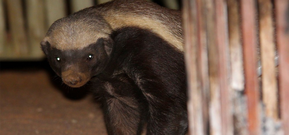 Honey Badger | Nature | PBS