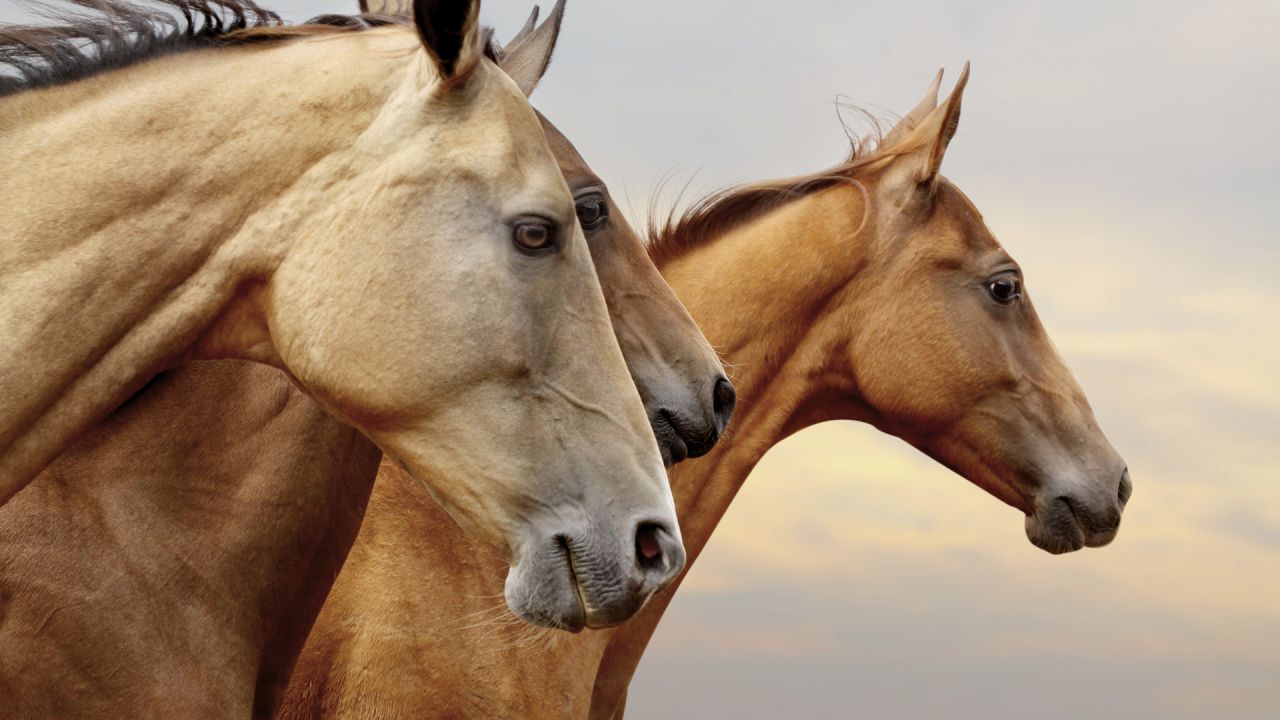 Horse | Nature | PBS