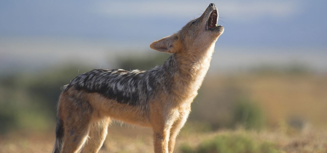 Jackal | Nature | PBS