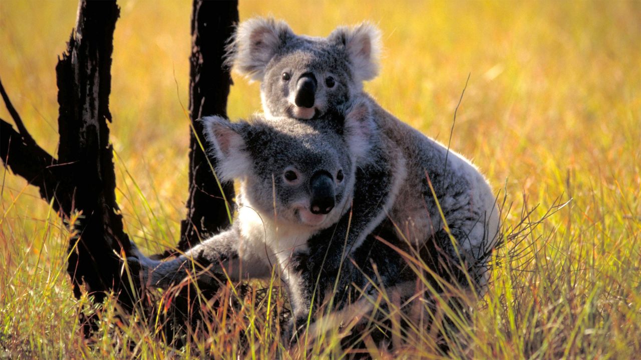 Koala | Nature | PBS
