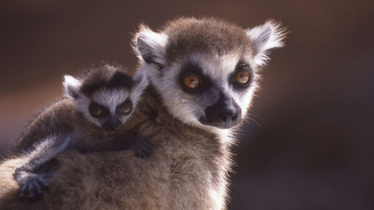 Lemurs | Nature | PBS