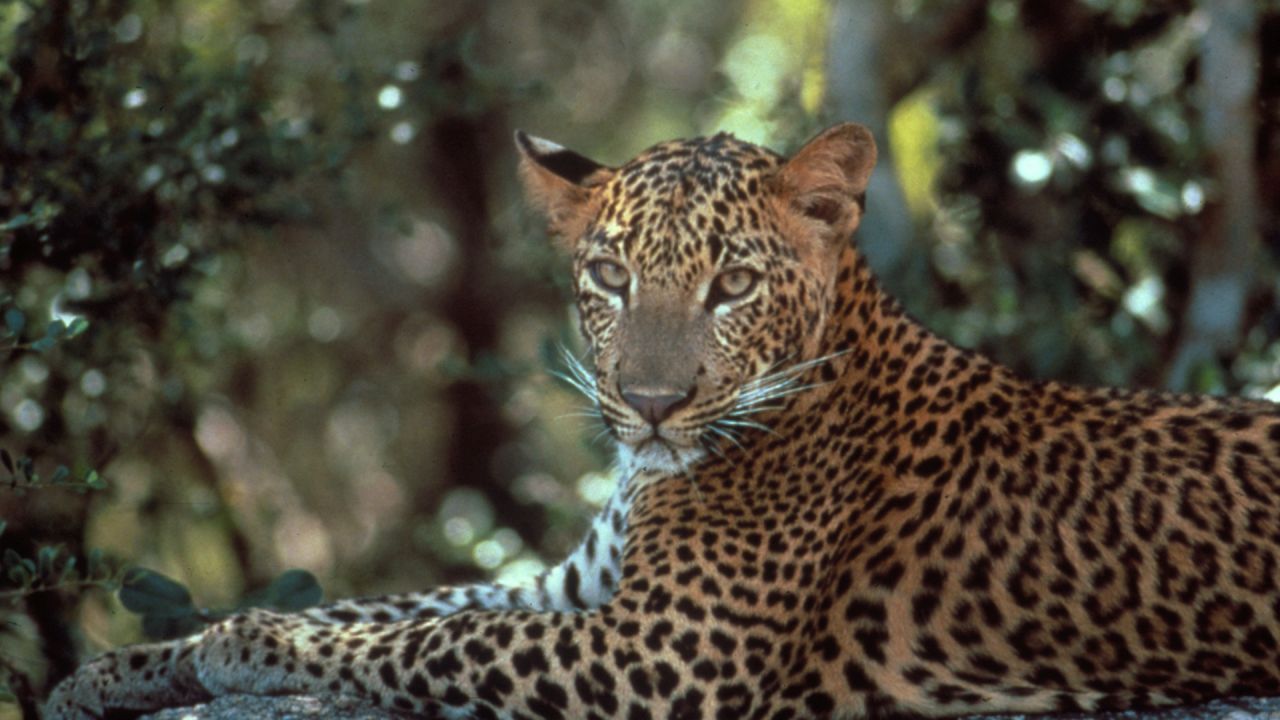Leopards of Yala | About | Nature | PBS