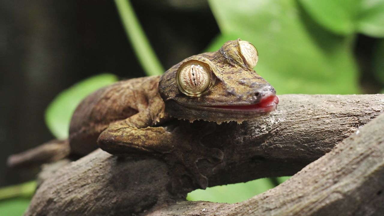 Lizards | Nature | PBS