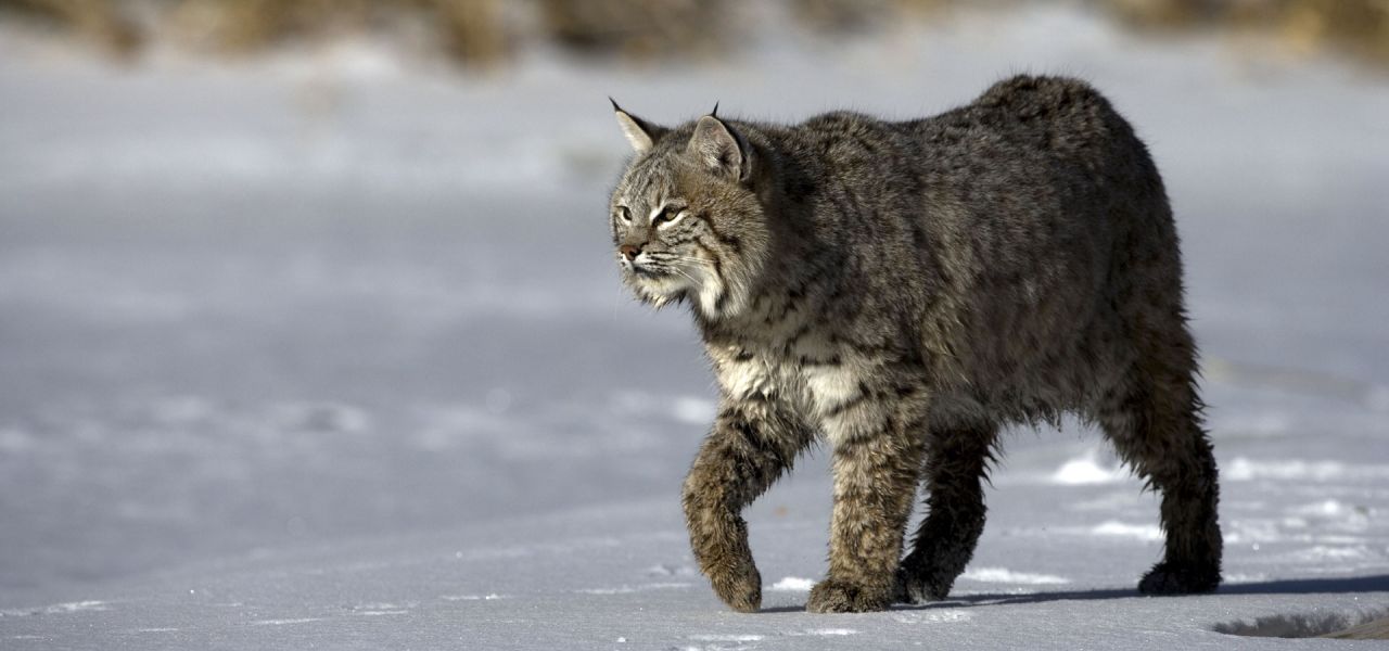 Lynx | Nature | PBS