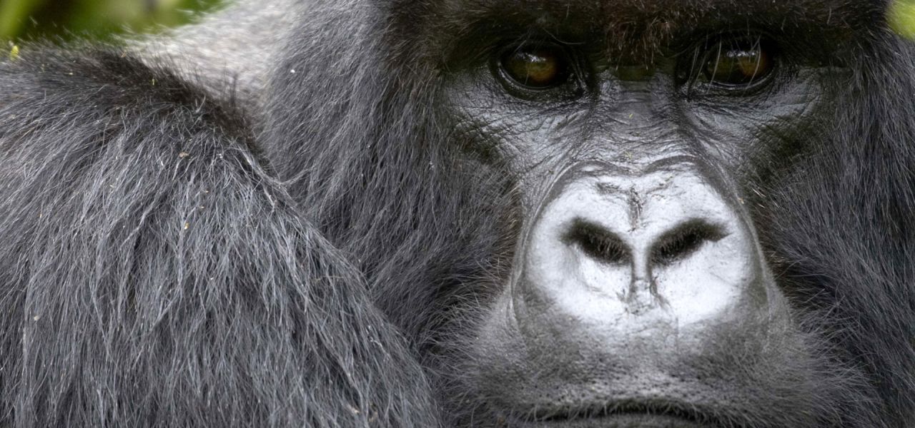 Mammals | Nature | PBS