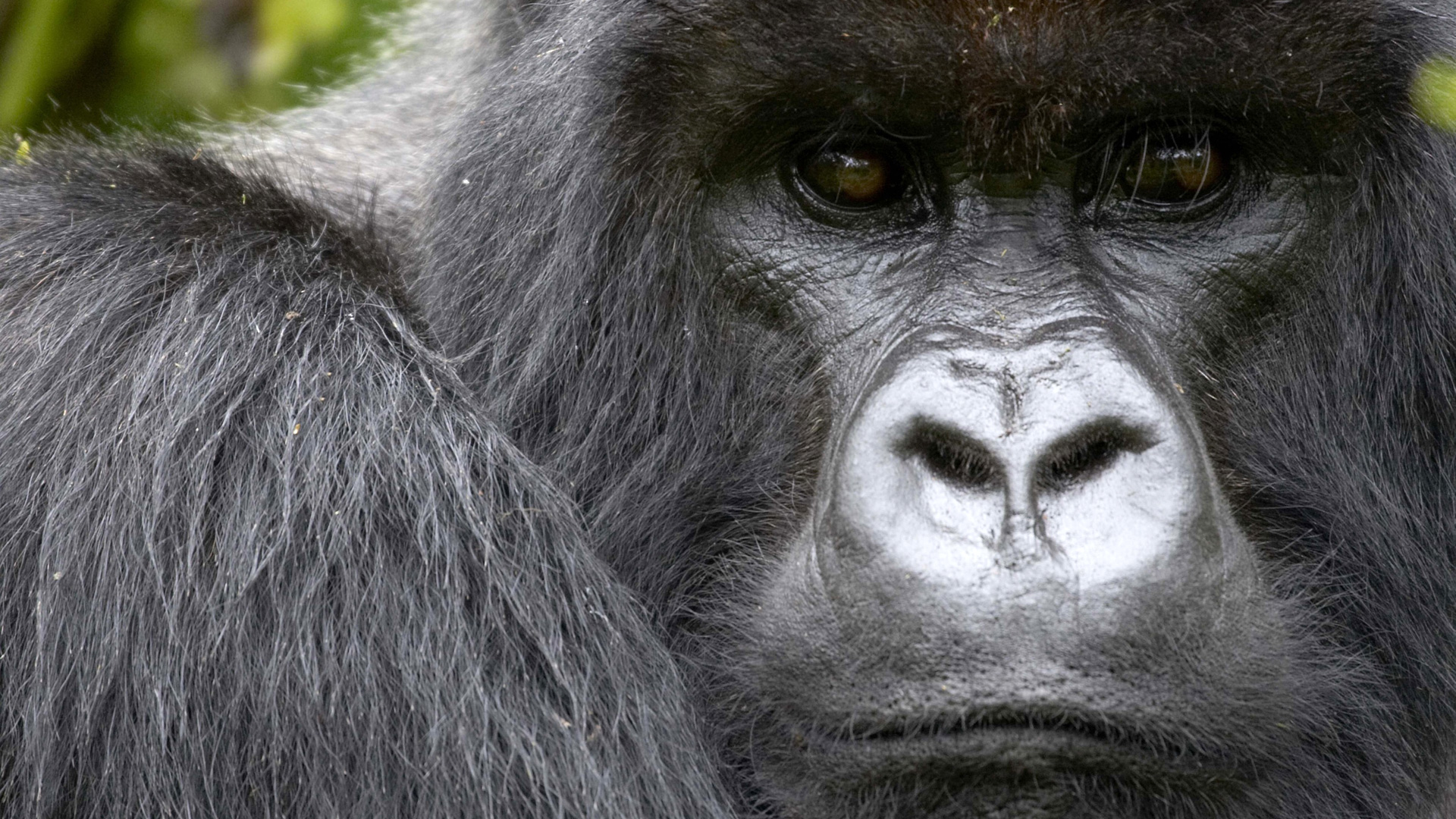 Mammals | Nature | PBS