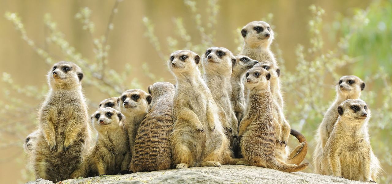 Meerkat | Nature | PBS