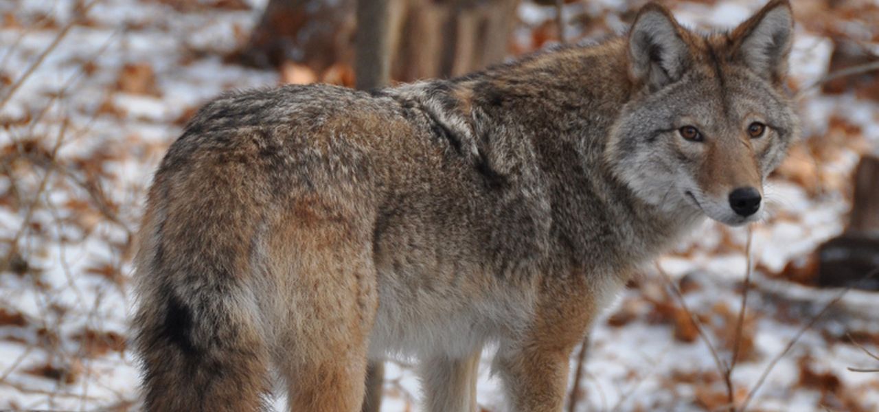Gray Wolf | Nature | PBS