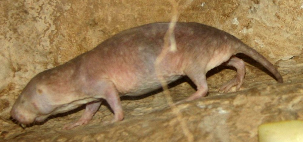 Moles | Nature | PBS