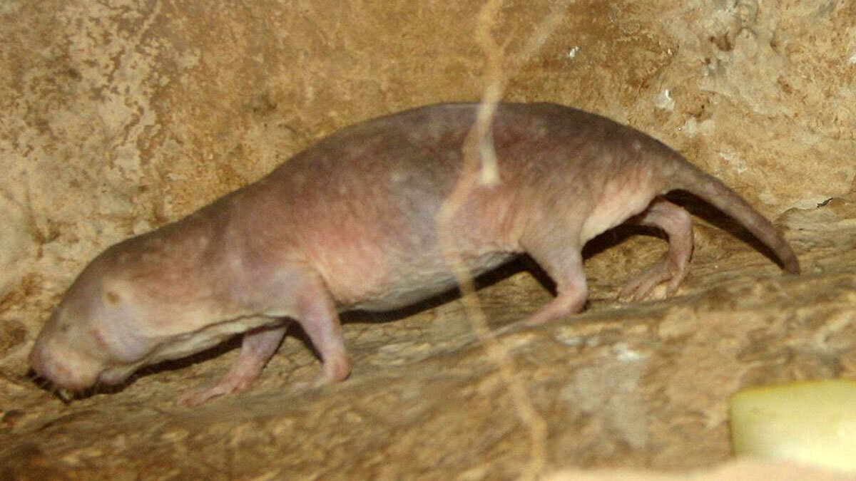 Moles | Nature | PBS