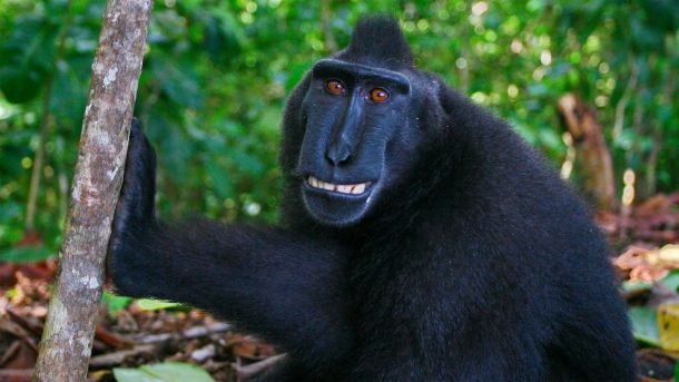 Monkeys | Nature | PBS