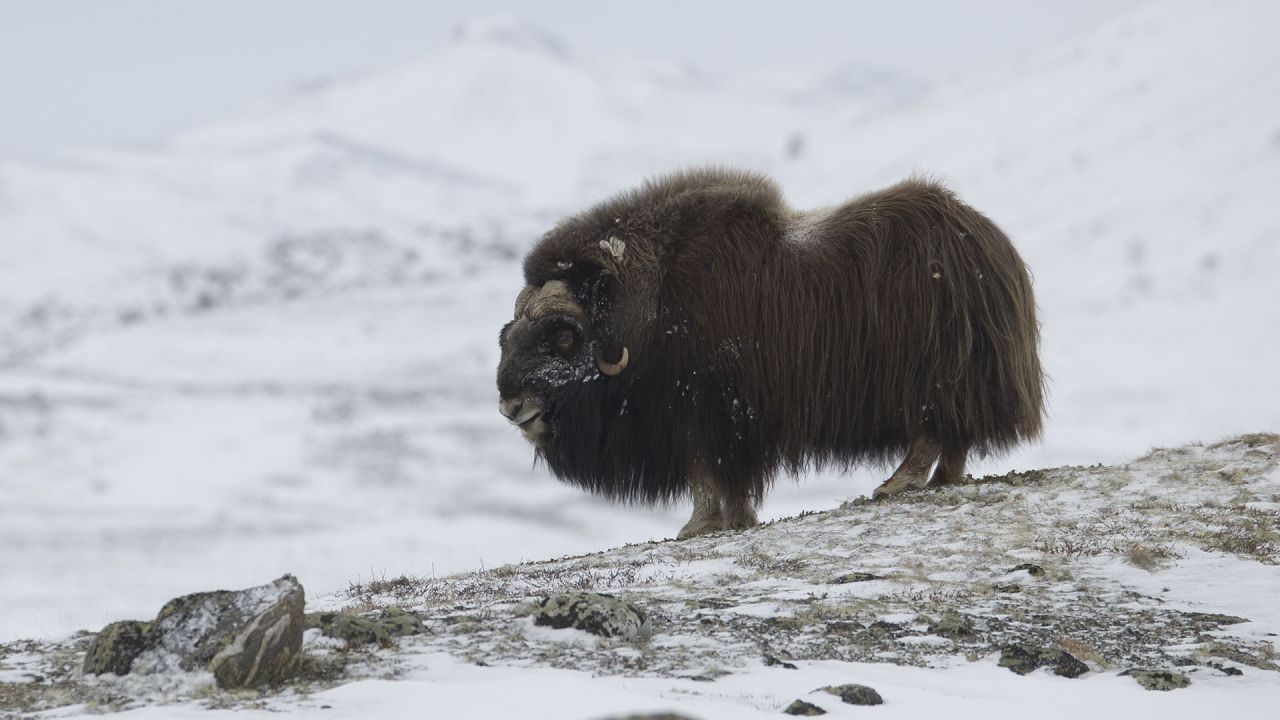 Musk Ox | Nature | PBS