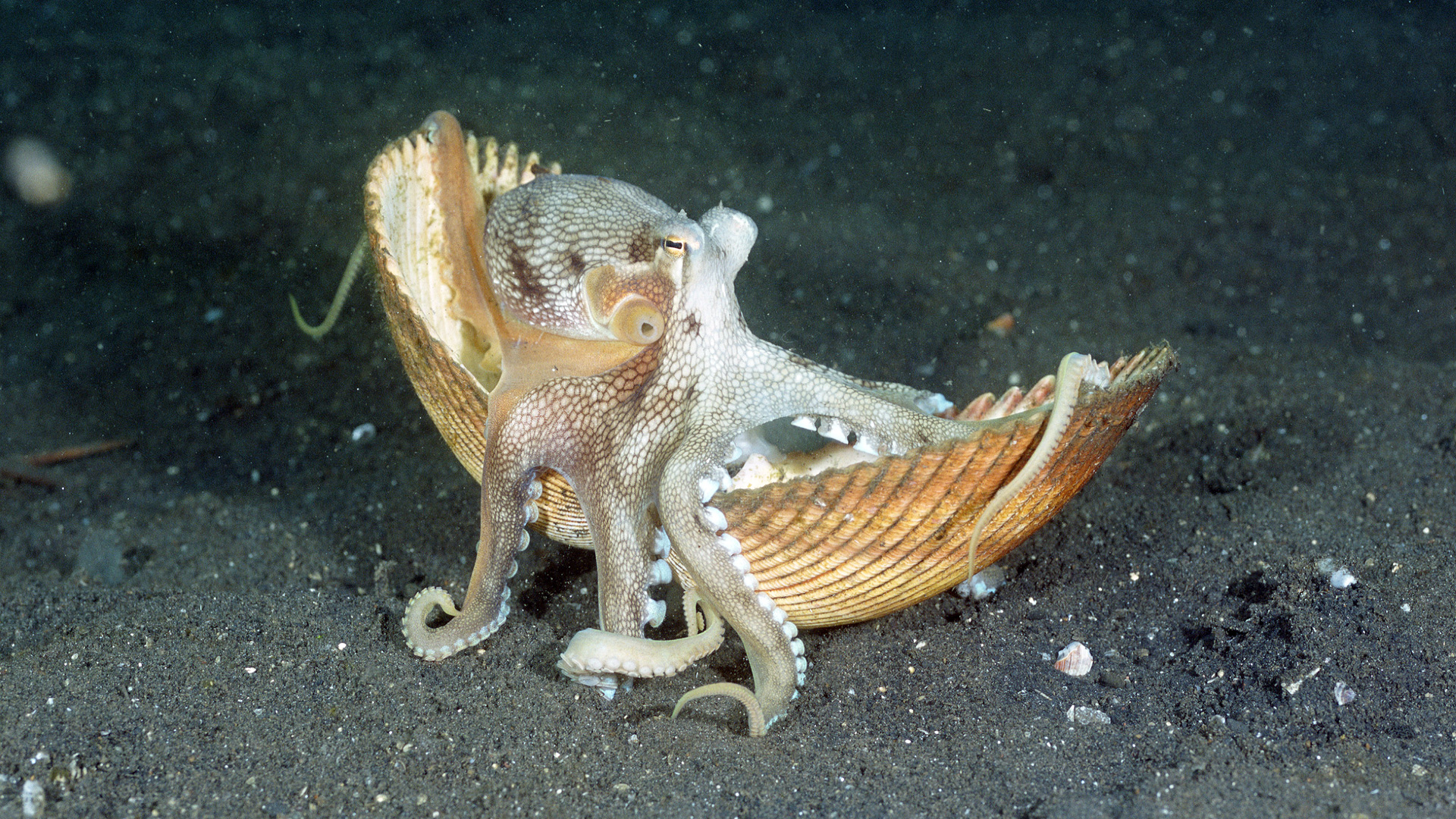 Octopus | Nature | PBS