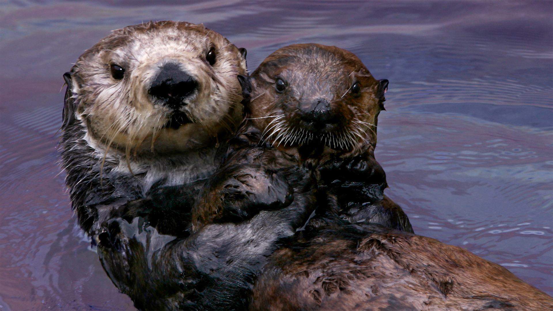 Otters | Nature | PBS