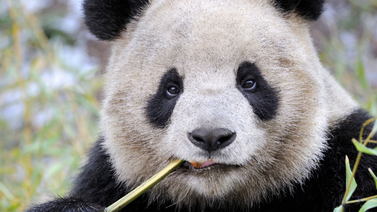 Giant Panda | Nature | PBS