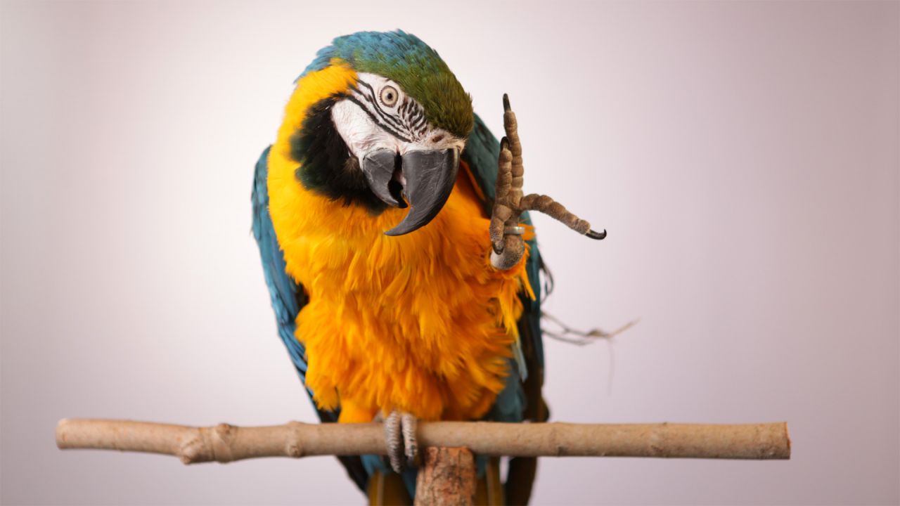 Parrots | Nature | PBS