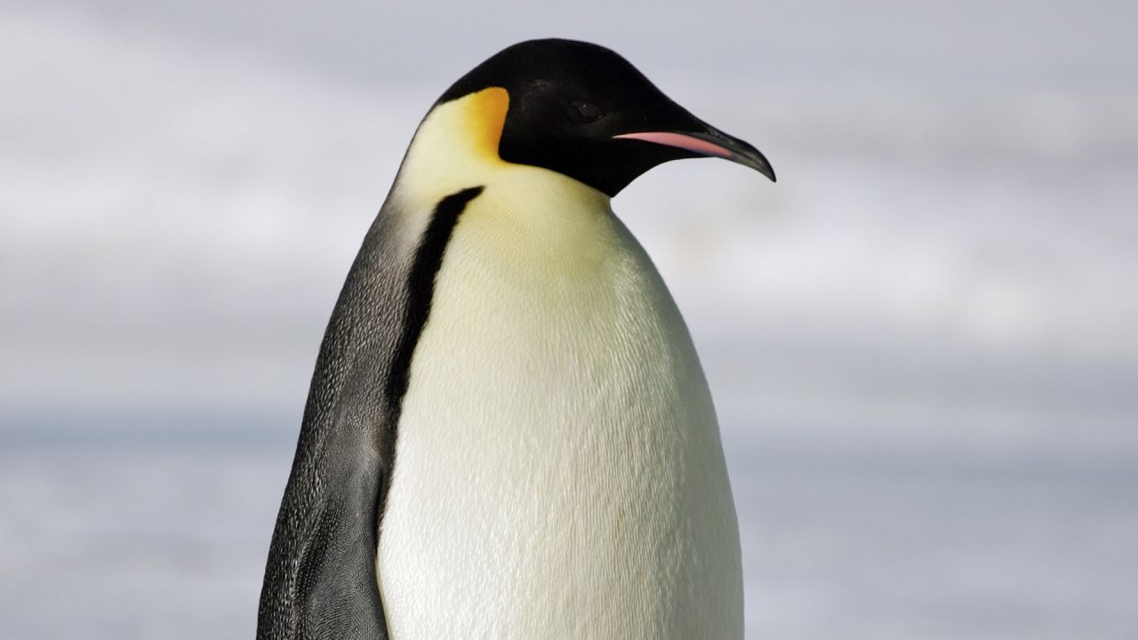 Penguins | Nature | PBS