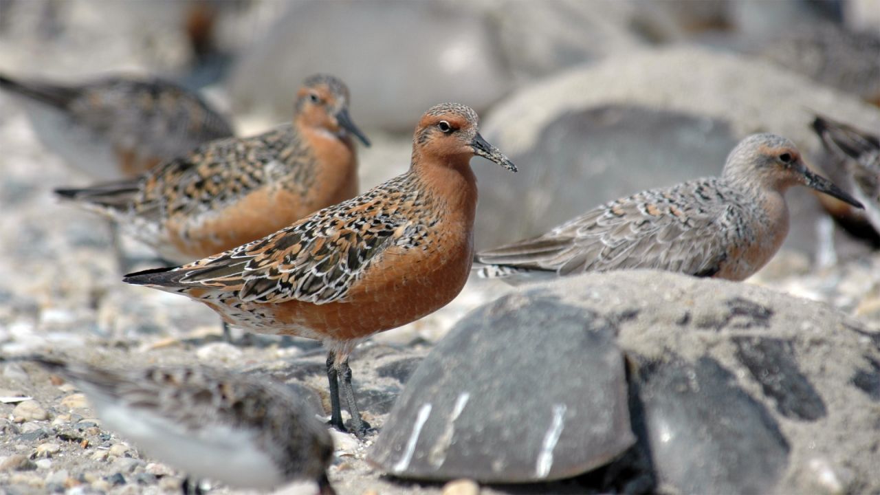 Red Knot | Nature | PBS