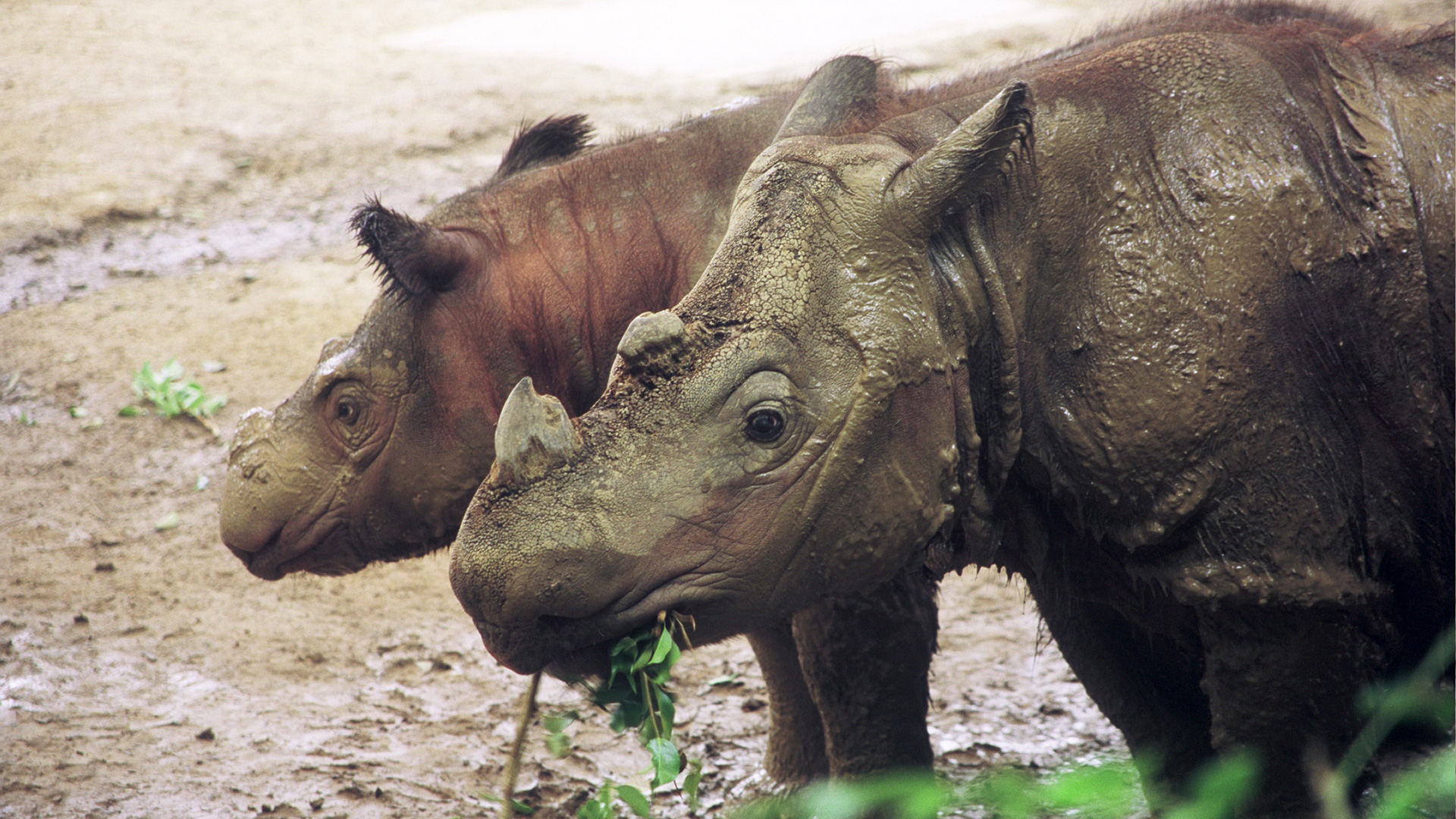 Rhinoceros | Nature | PBS