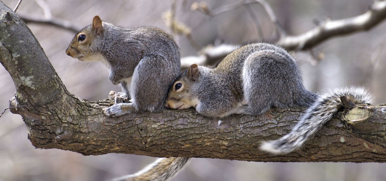 Rodents | Nature | PBS