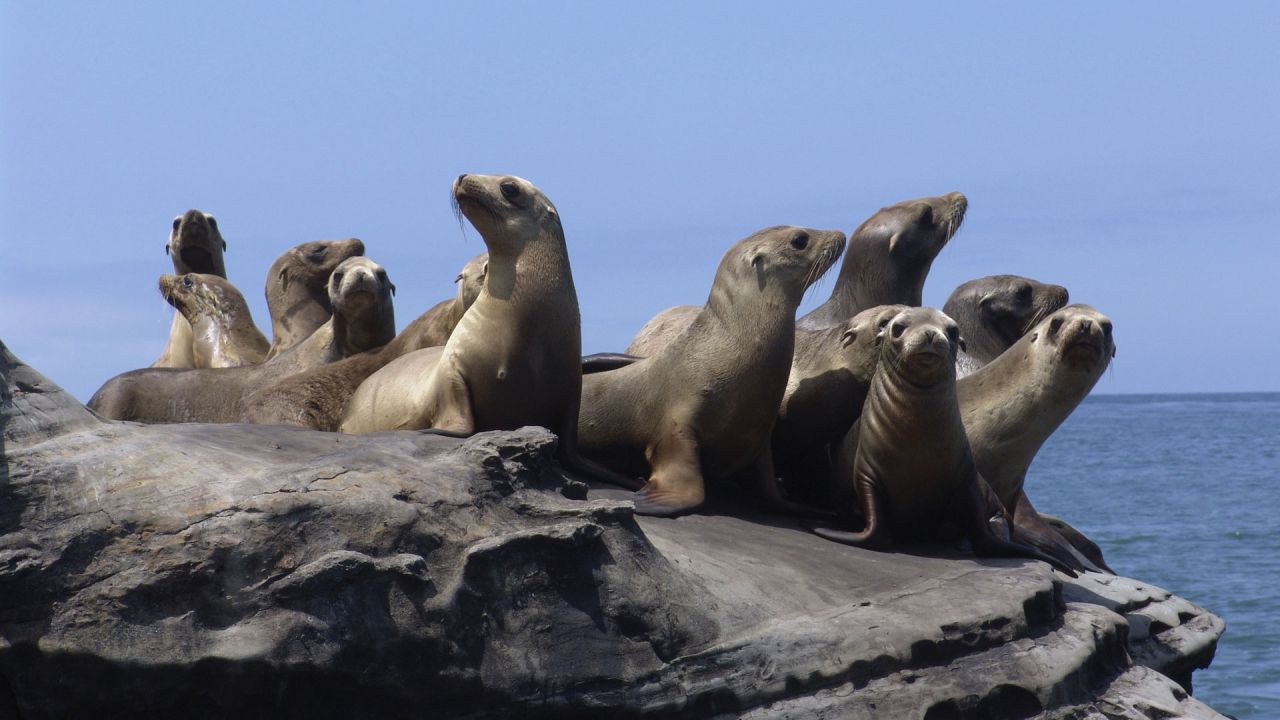 Seals, Sea Lions & Walruses | Nature | PBS