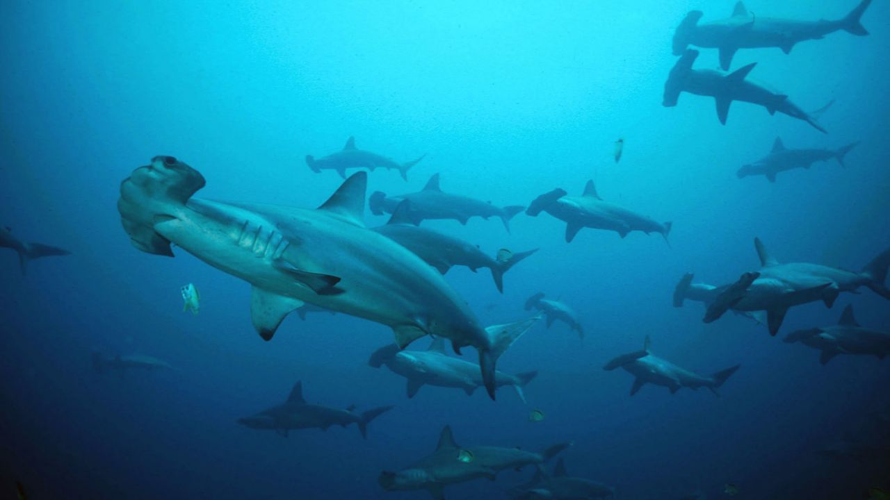 Shark Mountain | About | Nature | PBS