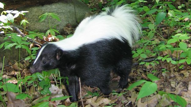 Skunks | Nature | PBS