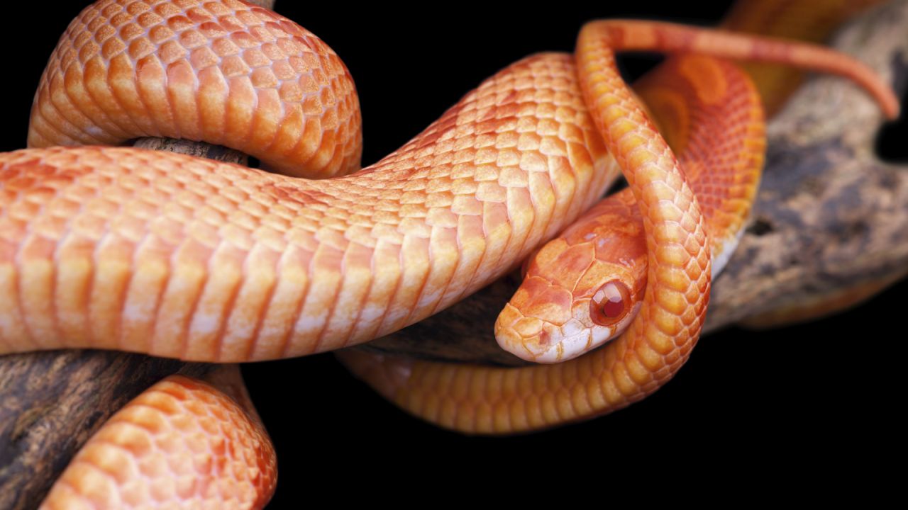 Snakes | Nature | PBS