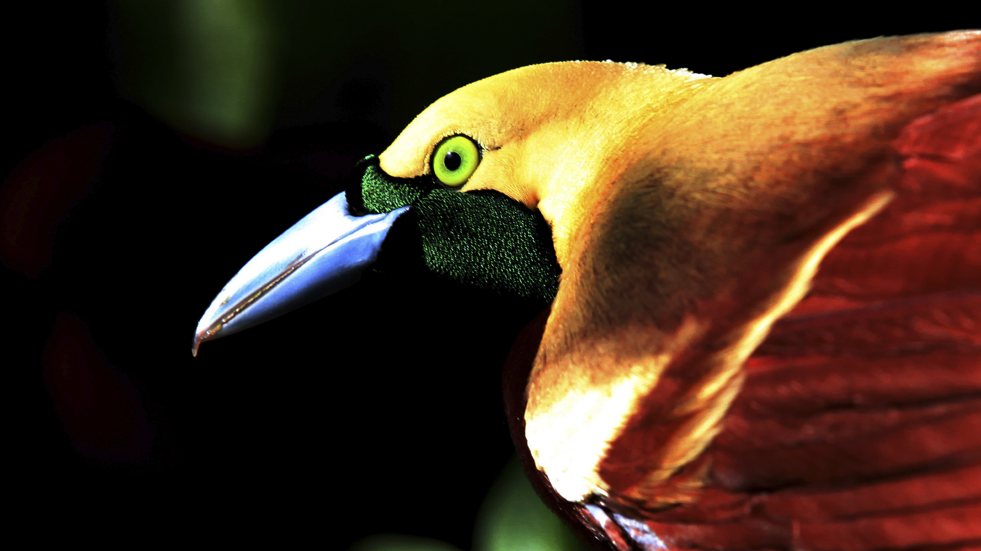 Songbirds | Nature | PBS