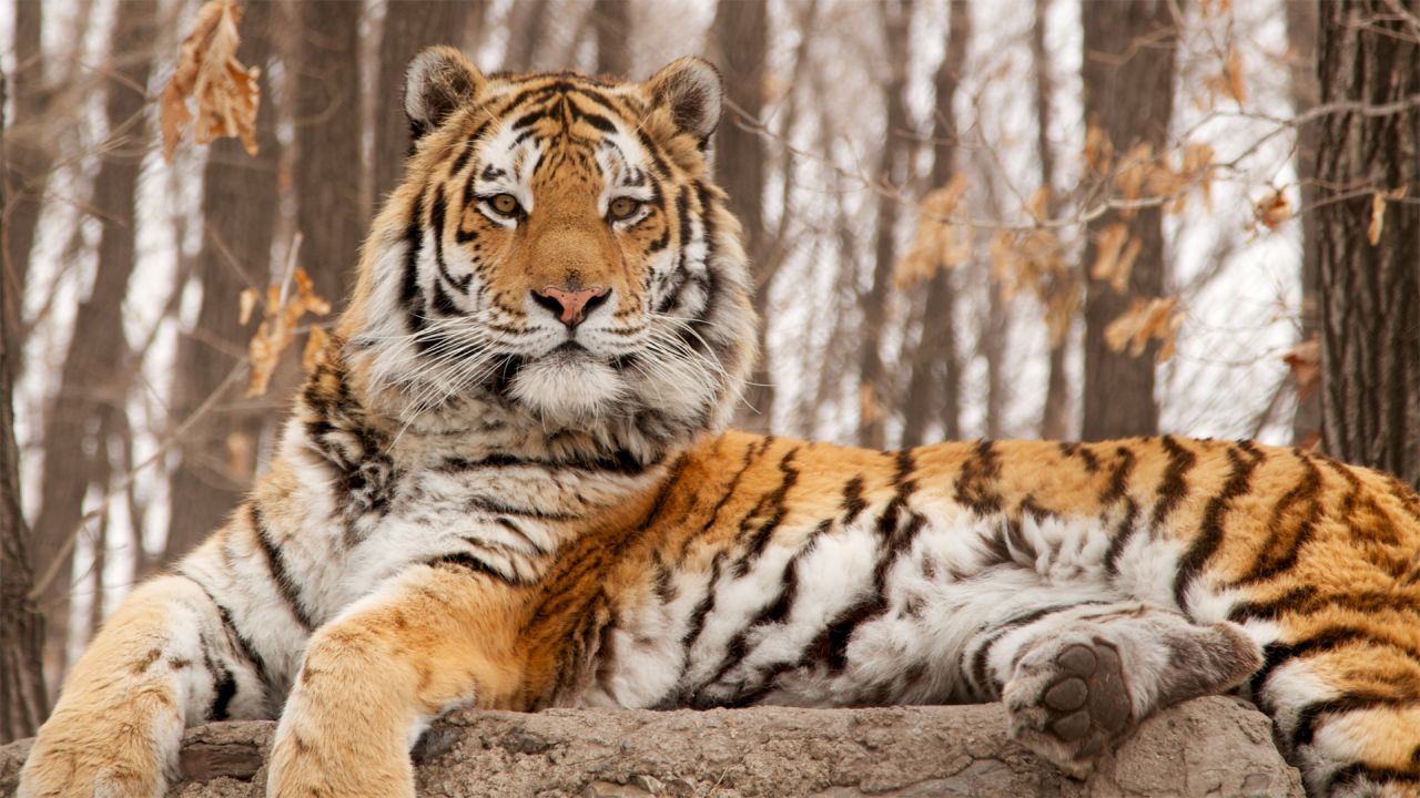 Tiger | Nature | PBS