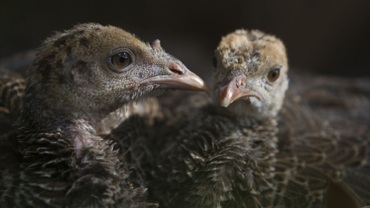 Turkey | Nature | PBS