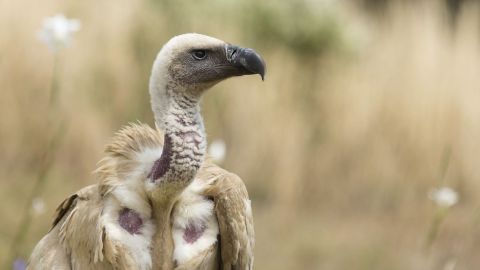 Birds | Nature | PBS