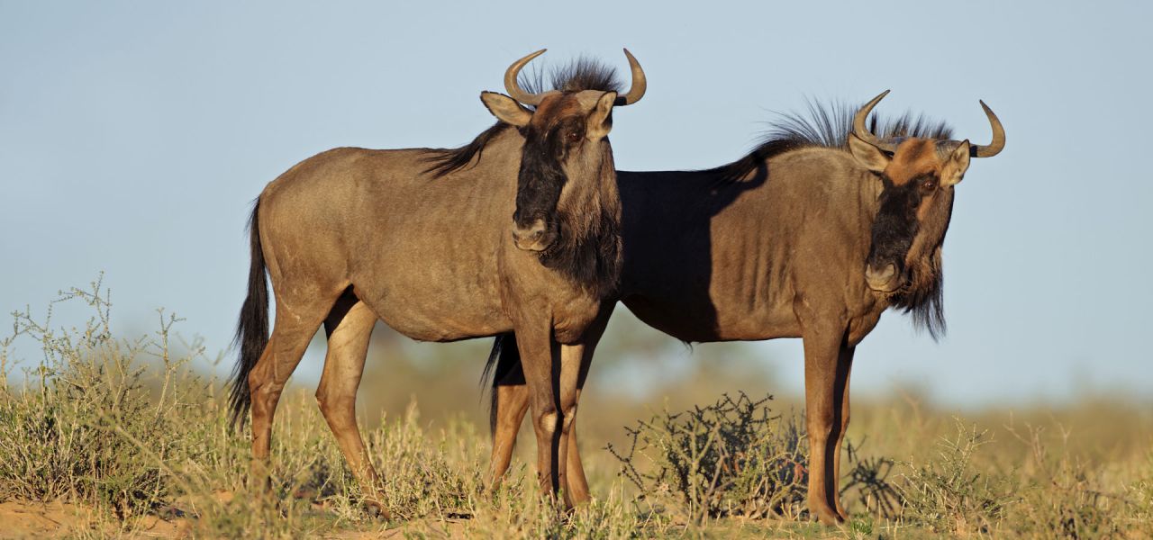 Wildebeest | Nature | PBS