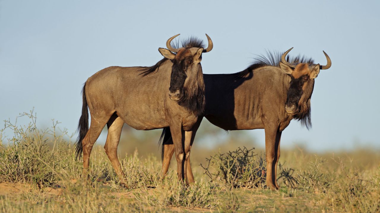 Wildebeest | Nature | PBS