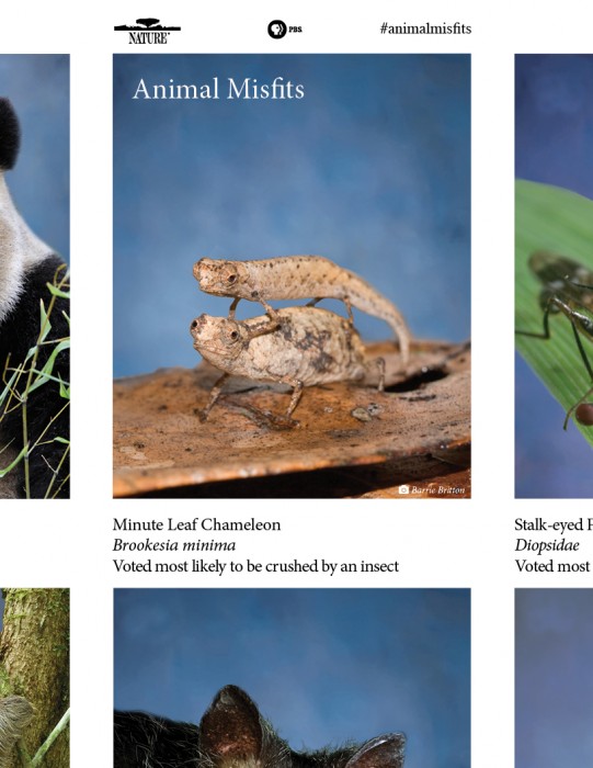 Animal Misfits | Animal Misfit Yearbook Photos | Nature | PBS