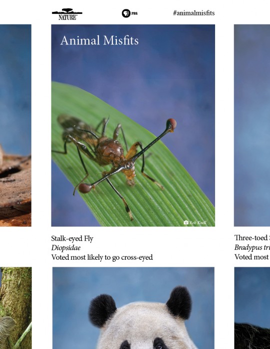 Animal Misfits | Animal Misfit Yearbook Photos | Nature | PBS