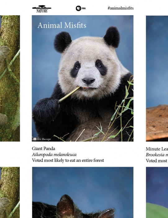 Animal Misfits | Animal Misfit Yearbook Photos | Nature | PBS