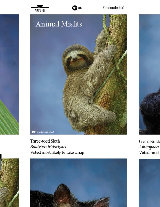 Animal Misfits | Animal Misfit Yearbook Photos | Nature | PBS