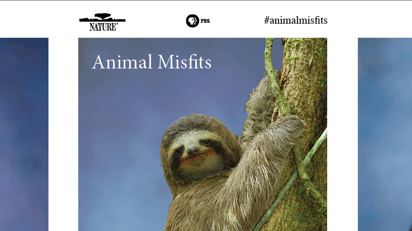 Animal Misfits | Animal Misfit Yearbook Photos | Nature | PBS