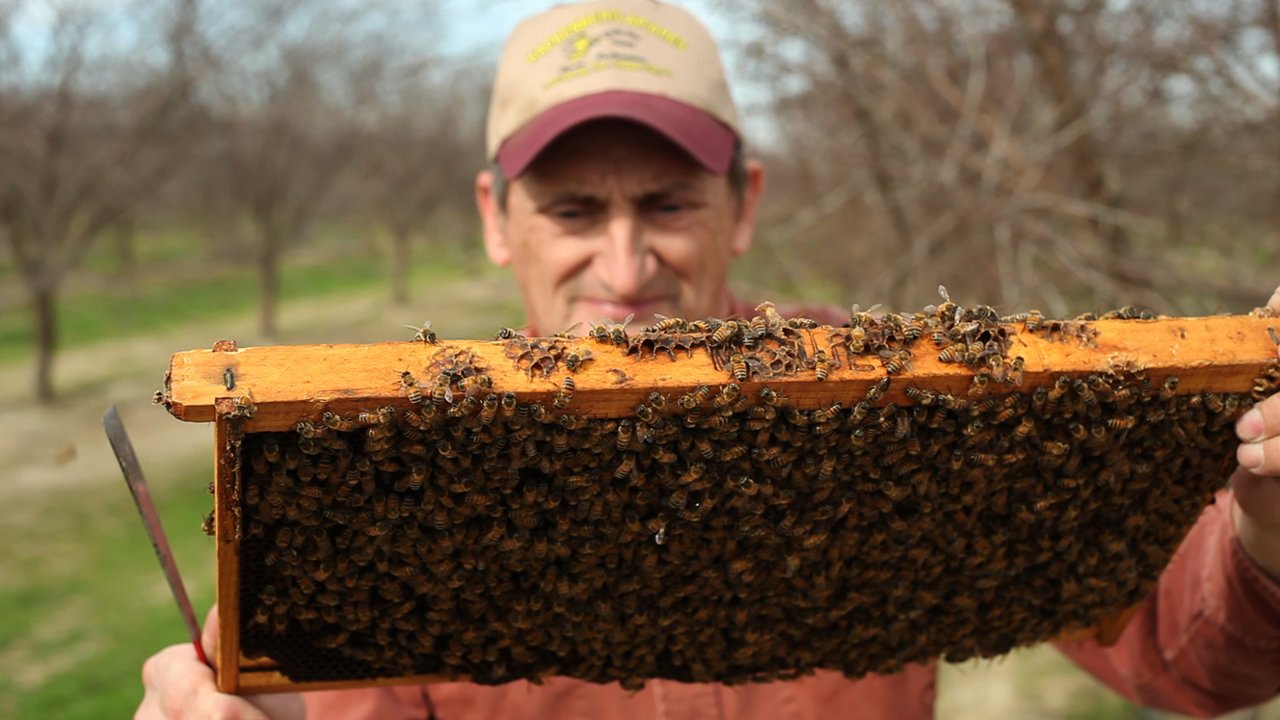 Honey Bee Colony Collapse