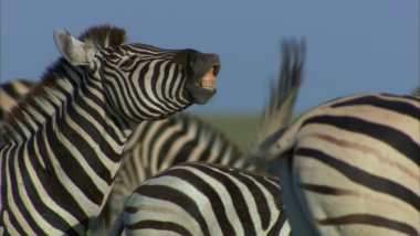 Great Zebra Exodus | Infographic: All About the Plains Zebra | Nature | PBS