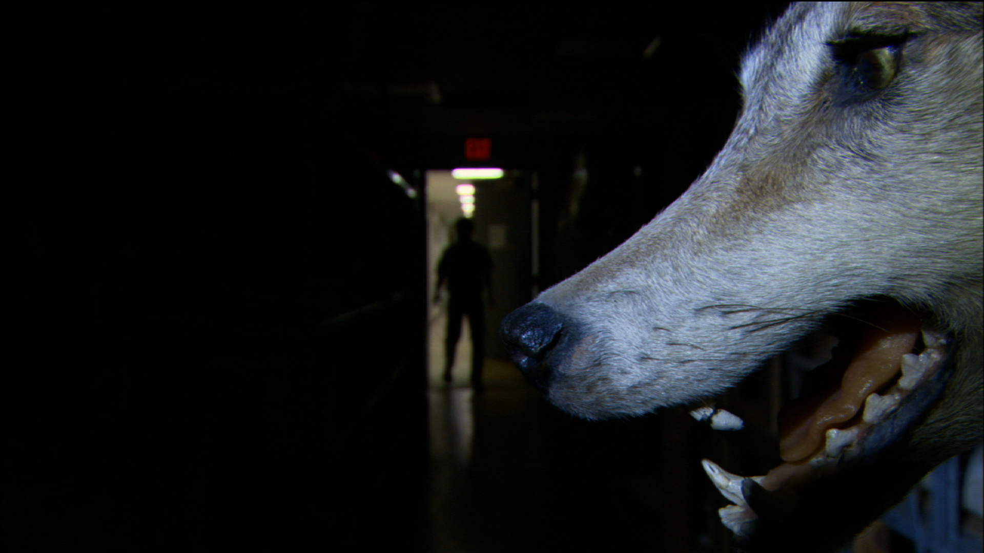 Meet the Coywolf | A Hybrid Species | Classroom | Nature | PBS