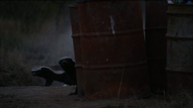 Honey Badgers: Masters of Mayhem | Full Episode | Nature | PBS