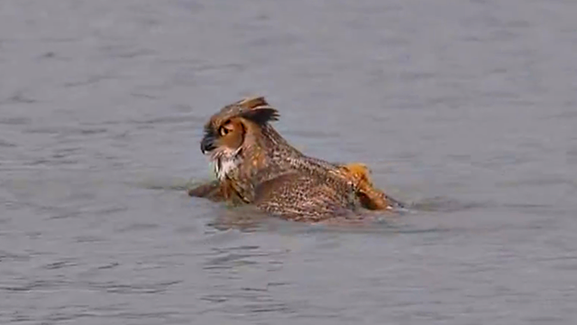 Horned Owl Spotted Swimming in Lake Michigan | Blog | Nature | PBS
