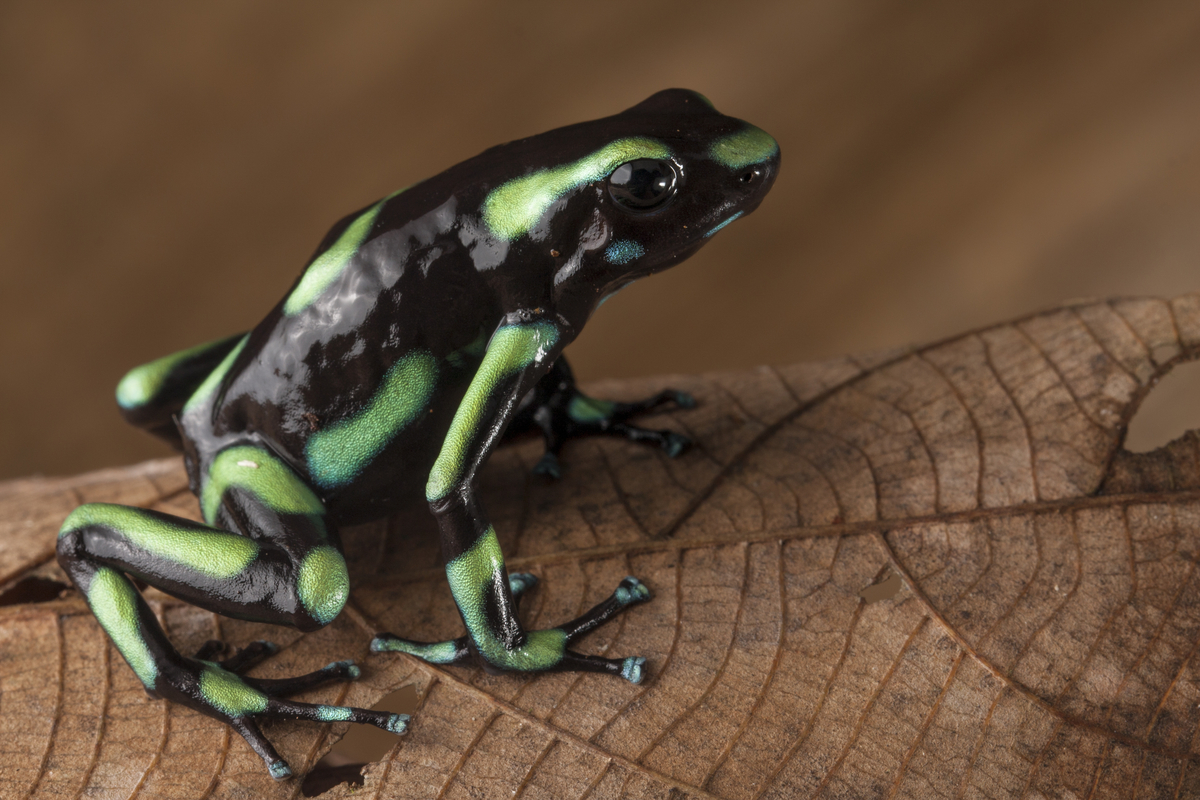 Chasing the Elusive Golfo Dulce Dart Frog | Blog | Nature | PBS