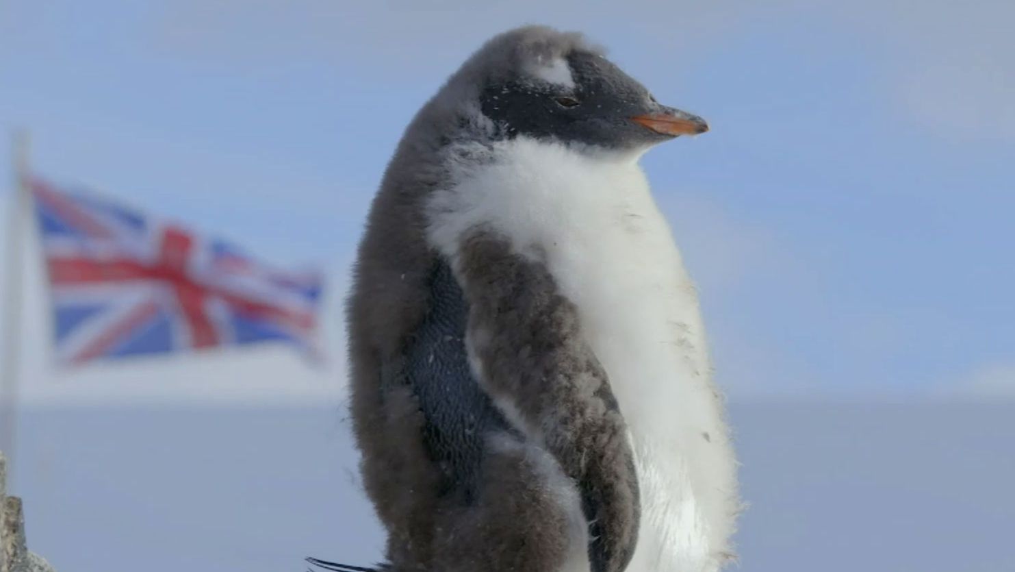 Penguin Post Office | Punk Rock Penguin Chicks Fend Off Skua | Nature | PBS